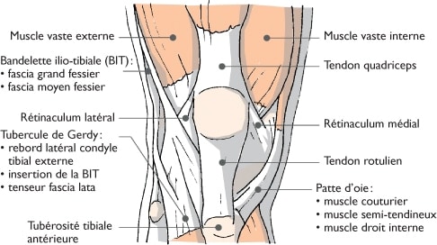 Nerf Genou Douleur , Nerf fémoral : anatomie, pathologies, traitements ...